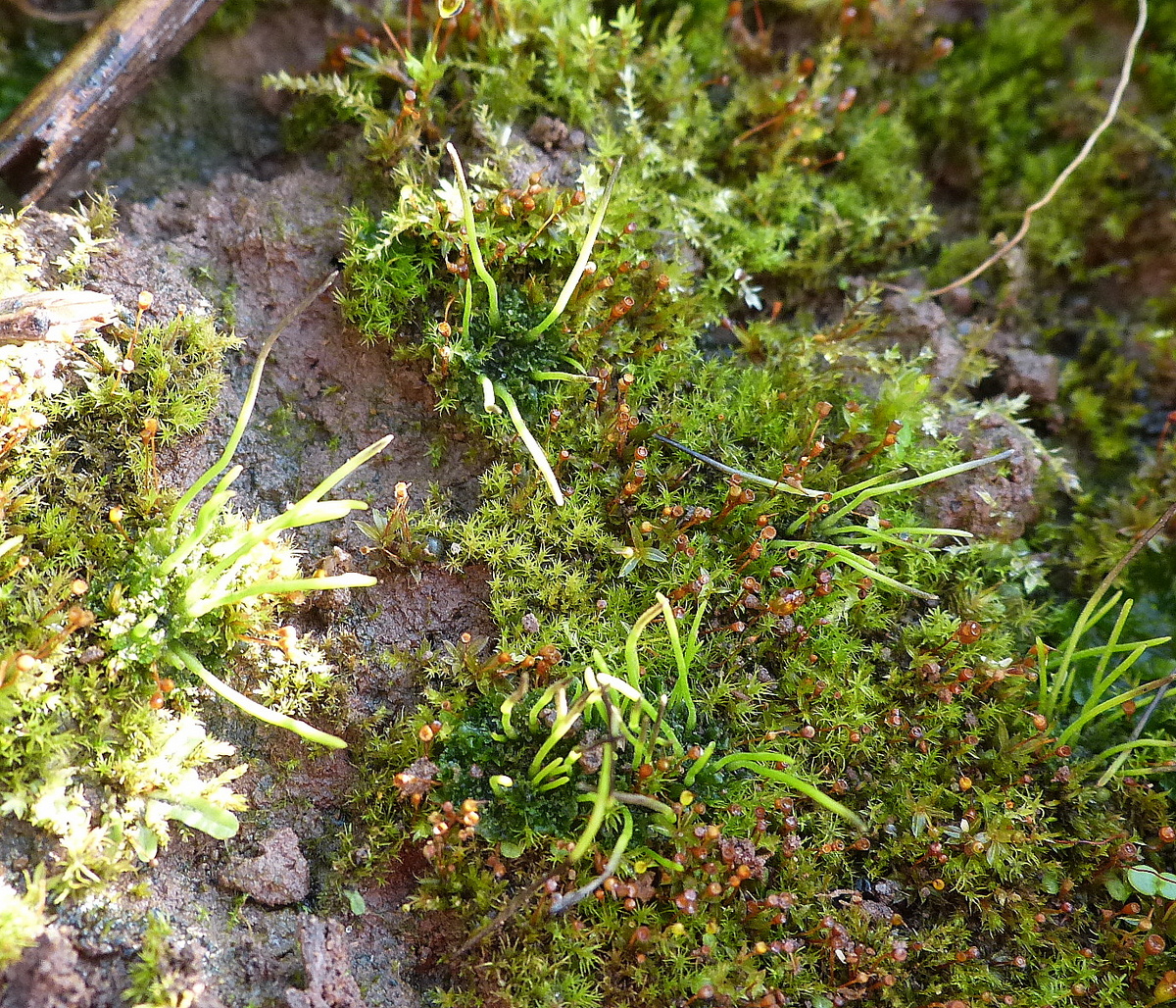 South Wales Bryophytes: Horns a-plenty