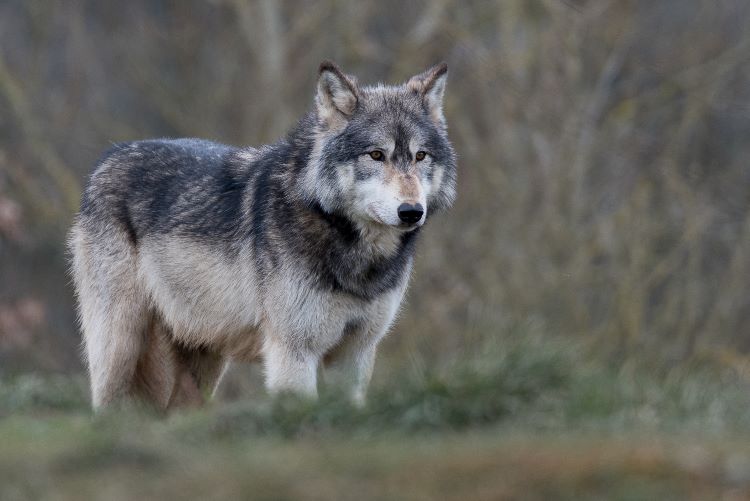 101 Lobos. Sobre las subespecies lobunas.