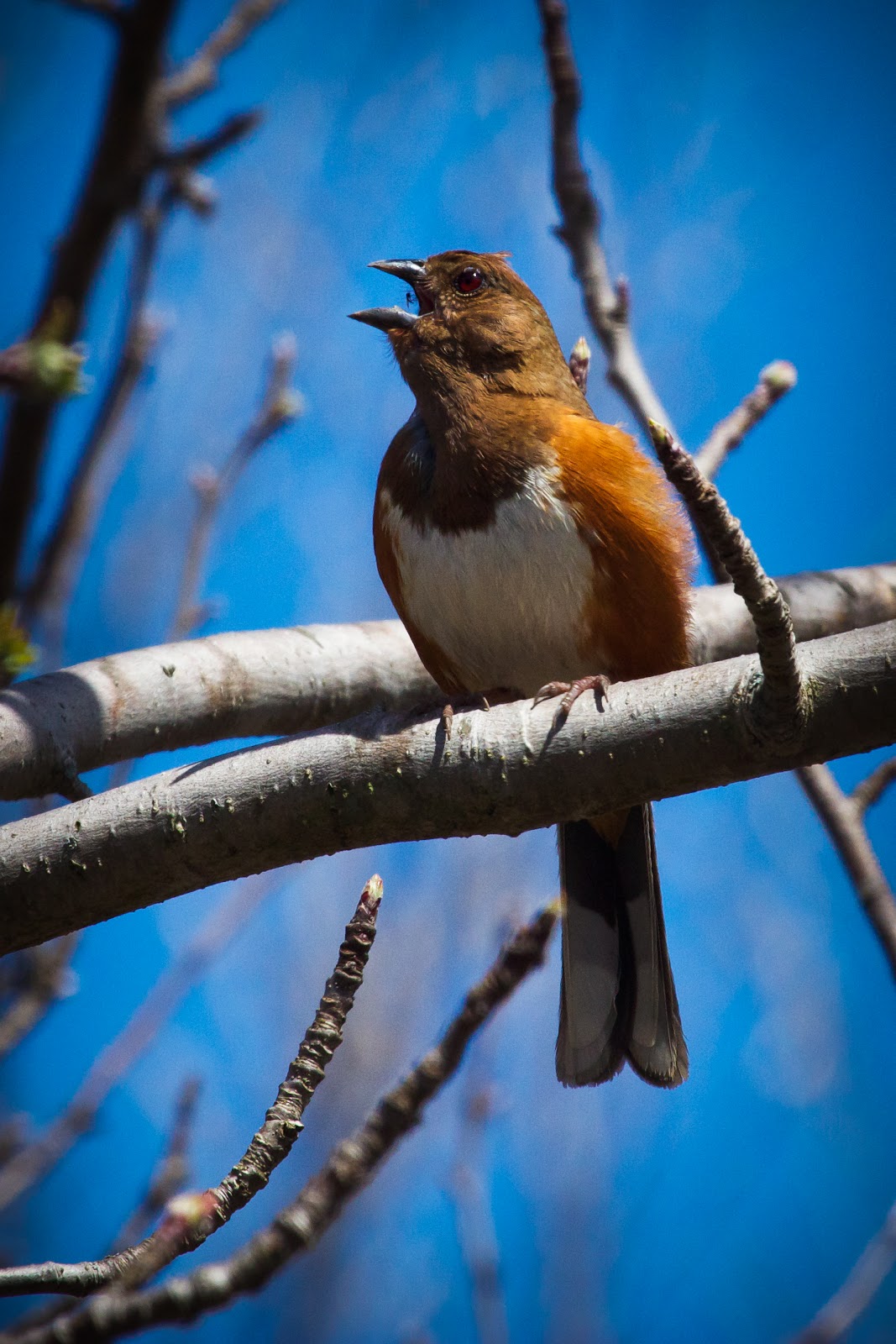 Feather Tailed Stories: Eastern Towhee