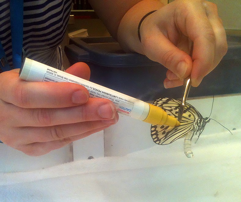 Pacific Science Center Life Sciences: Butterfly Longevity Study