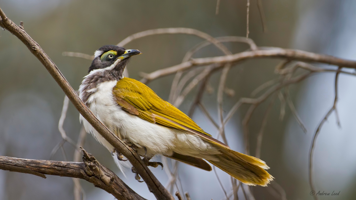 Bendigo Camera Club Inc.: Backyard Birds