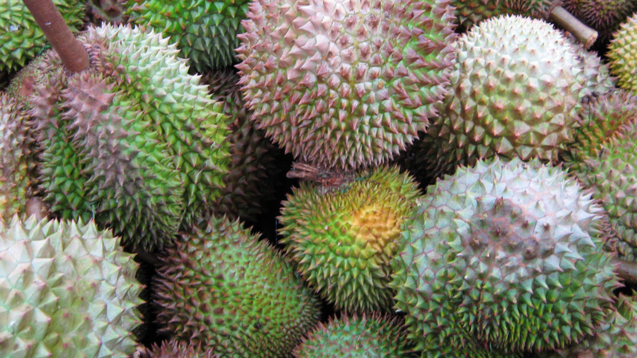 CEBU - DAVAO: LANGUAGE DIFFERENCE