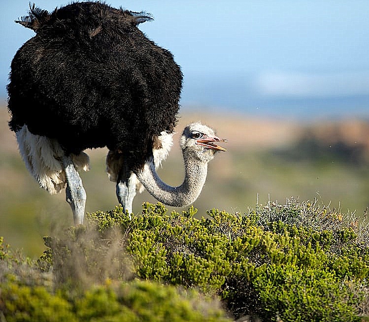 BARRY the BIRDER: Struthio camelus