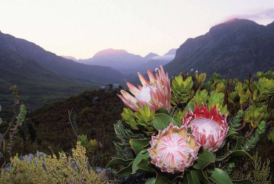 South African National Flower