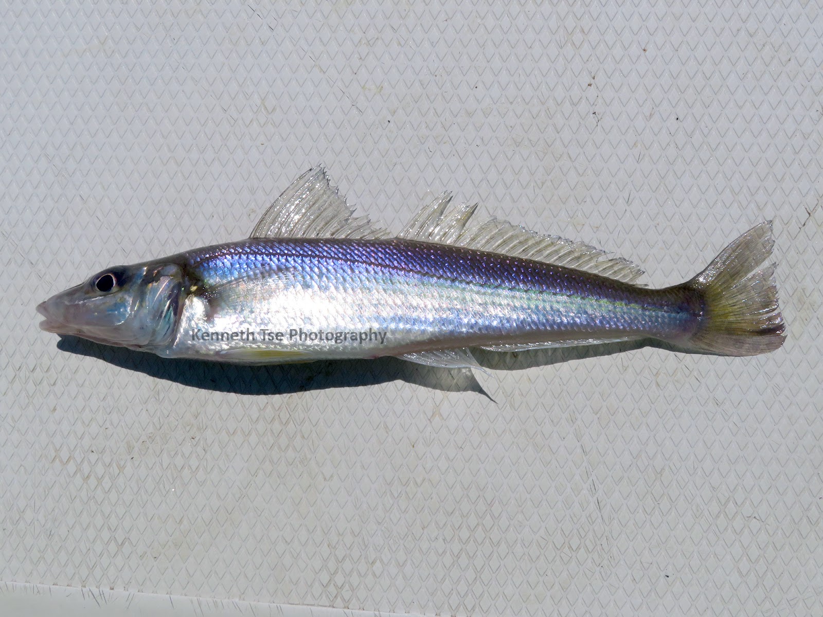 MuskieBait Adventures: Lifelist