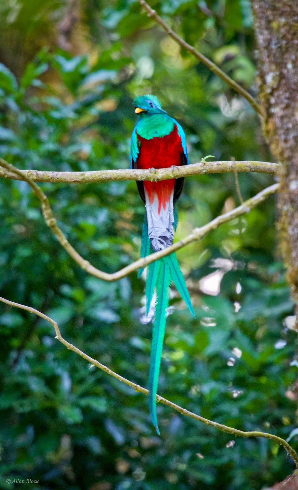 Feather Tailed Stories: Resplendent Quetzal