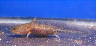 All About Axolotls: My Axolotls