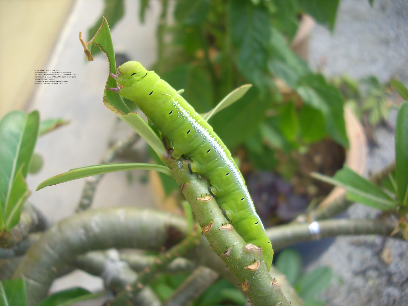 Kudambakan KeredhaanMu: CinTA si ULAT BELUNCAS...