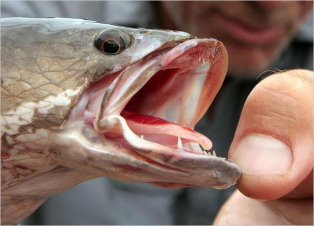 Waiting BD: The Scariest River Monsters Fish in Honor of Halloween (30 ...