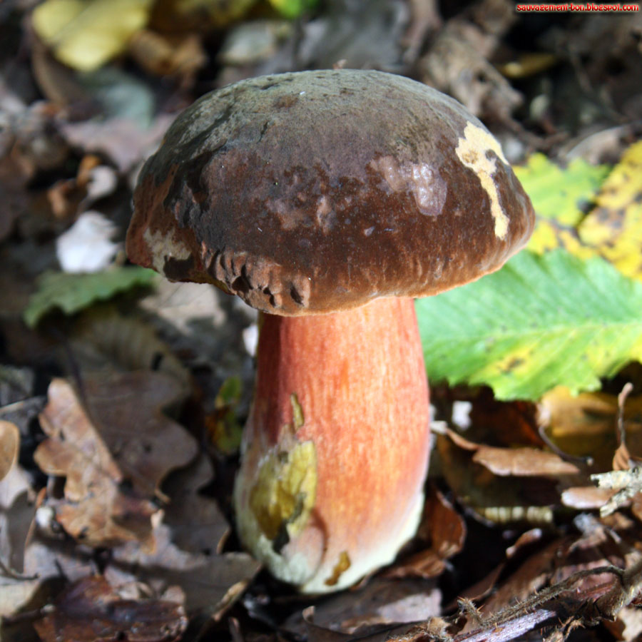 Sauvagement-Bon: Coquillages et tubes