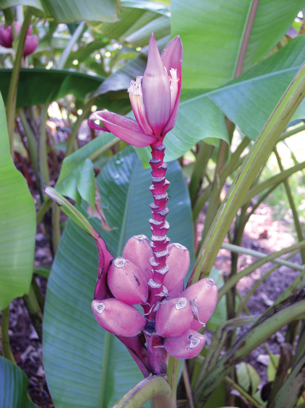 gardens@duke: Fall Plant Sale Preview: Musa velutina