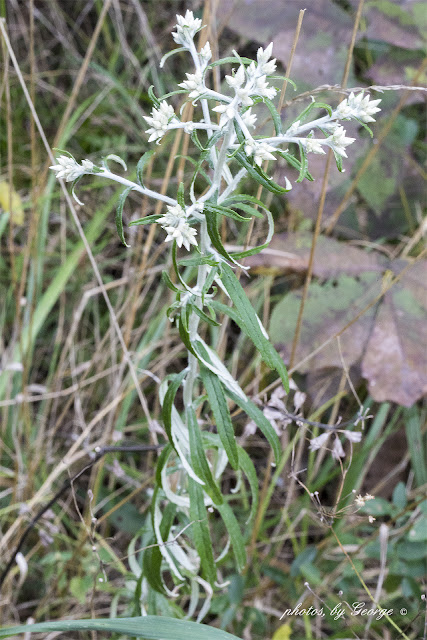 "What's Blooming Now" : Sweet Everlasting, Rabbit Tobacco ...
