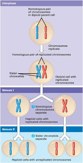 Understanding Williams Syndrome: Genetics
