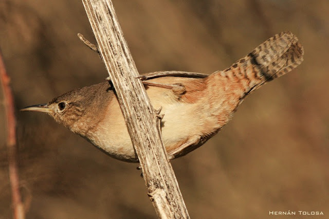 Aves de Argentina: Ratonera común (Troglodytes musculus)