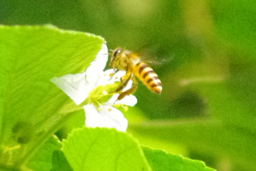 noel autor: The Kerson Fruit (Muntingia Calabura)