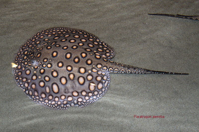 Arraias (raias) no estuário amazônico