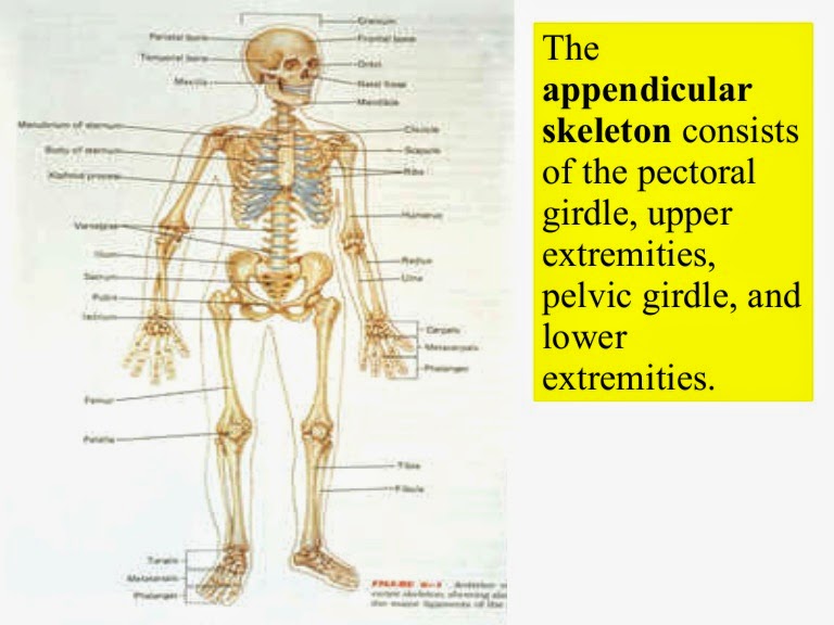 Human Anotomy: Human Anatomy