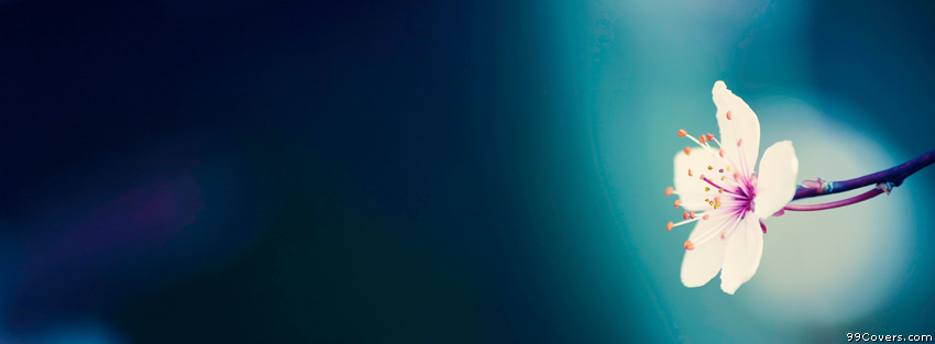 fb covers lovely fb covers | hd fb covers | fb cover for timeline | fb ...