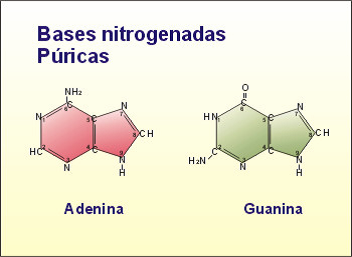 Bioquimica: LIPIDOS Y ACIDOS NUCLEICOS