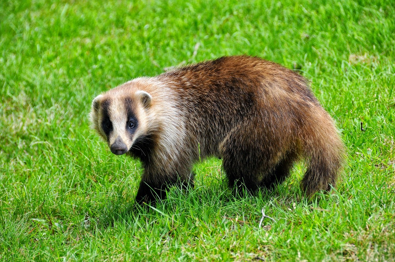 Info animales: Mamíferos mustélidos parte tres