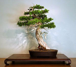 Cipreste Português / Cedro Branco - Cupressus lusitanica