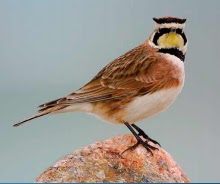 VERTEBRATE : AVES: Ordo of Aves