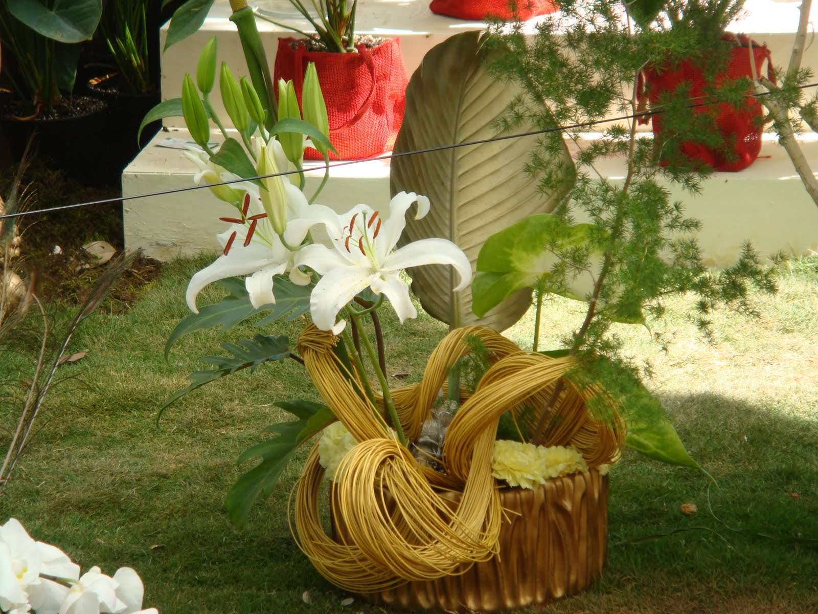 A Protest of Romance: Lalbagh Flower Show - 24 Jan 12