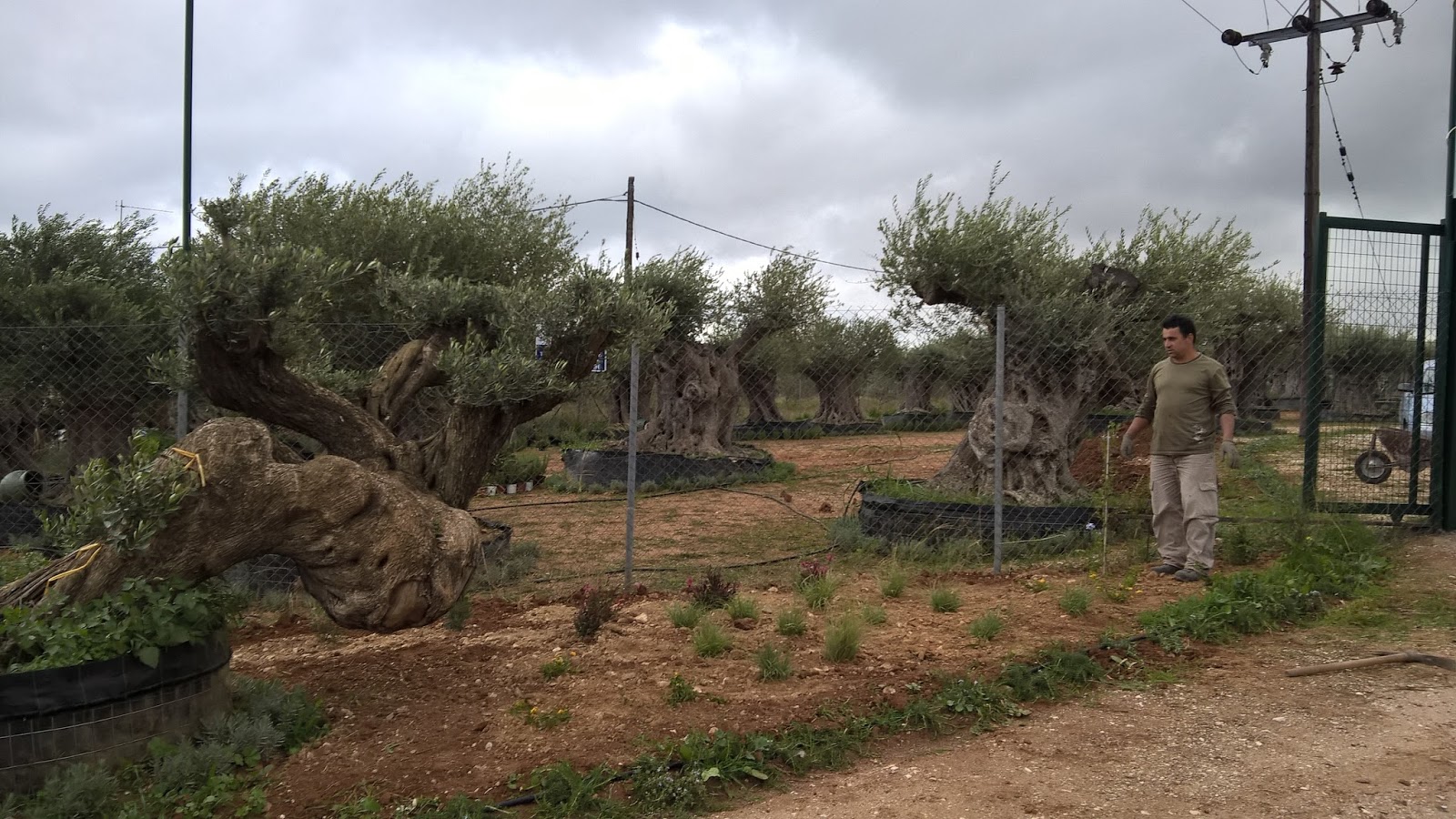ΦΥΤΩΡΙΑ ΔΕΛΤΑ NURSERIES DELTA TREES LTD: ΕΛΑΙΟΔΕΝΤΡΑ ΙΔΙΑΙΤΕΡΟΥ ΦΥΣΙΚΟΥ ...