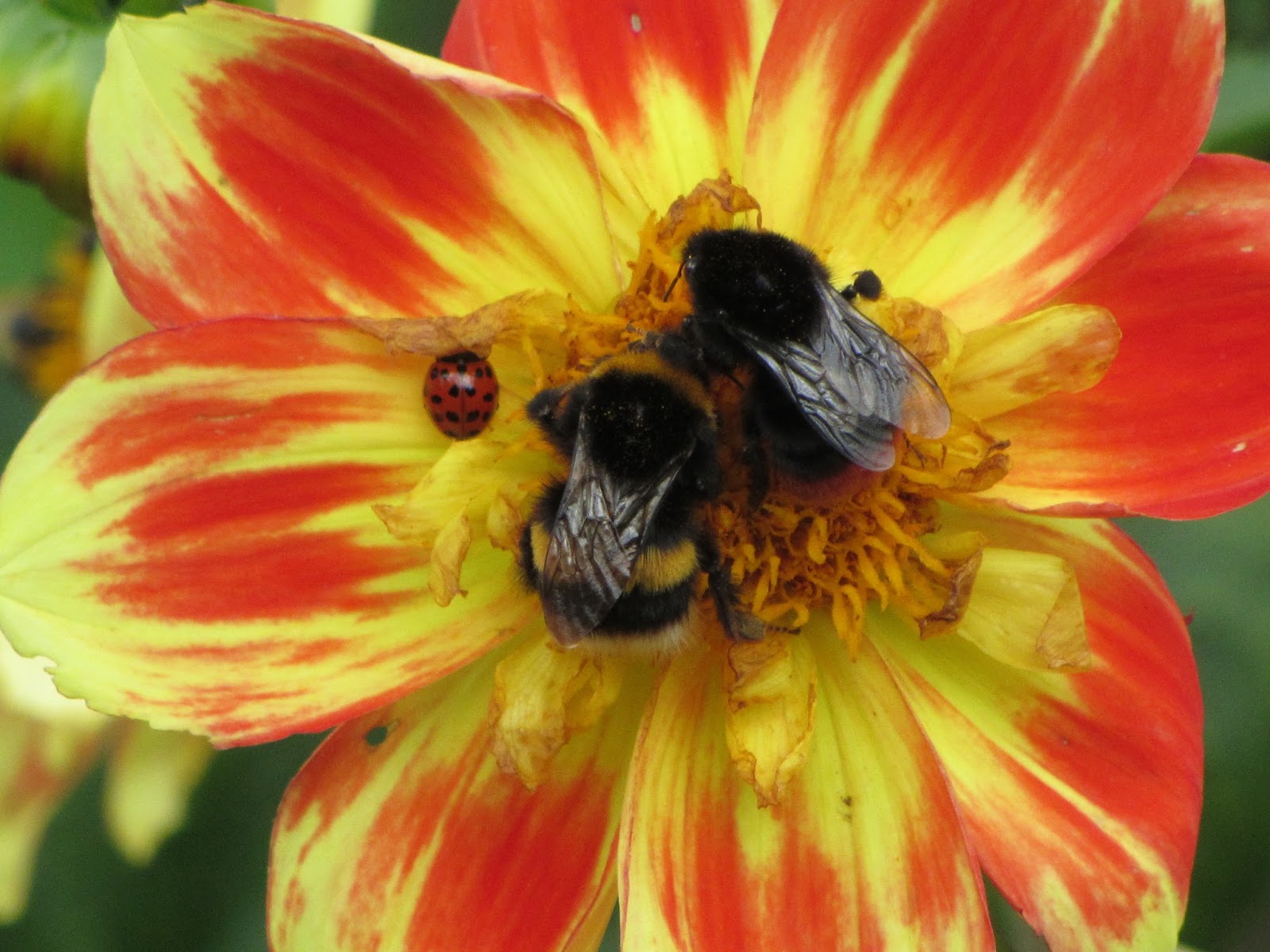 De Veenhoeve: ALLEMAAL BEESTJES