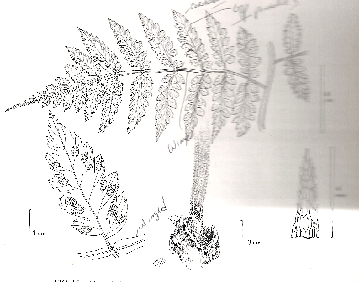FAMILIA DE HELECHOS EN PUERTO RICO: MARATTIACEAE EUPODIUM=MARATTIA