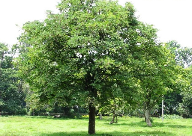 Hiking & Gardening: Pokok Asam Jawa