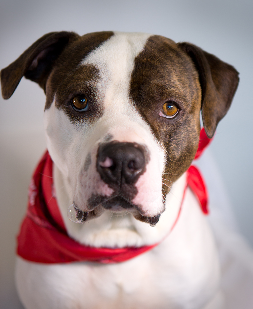 Shelter Dogs of Portland: "CHEWBACCA" goodnatured sturdy Pitbull
