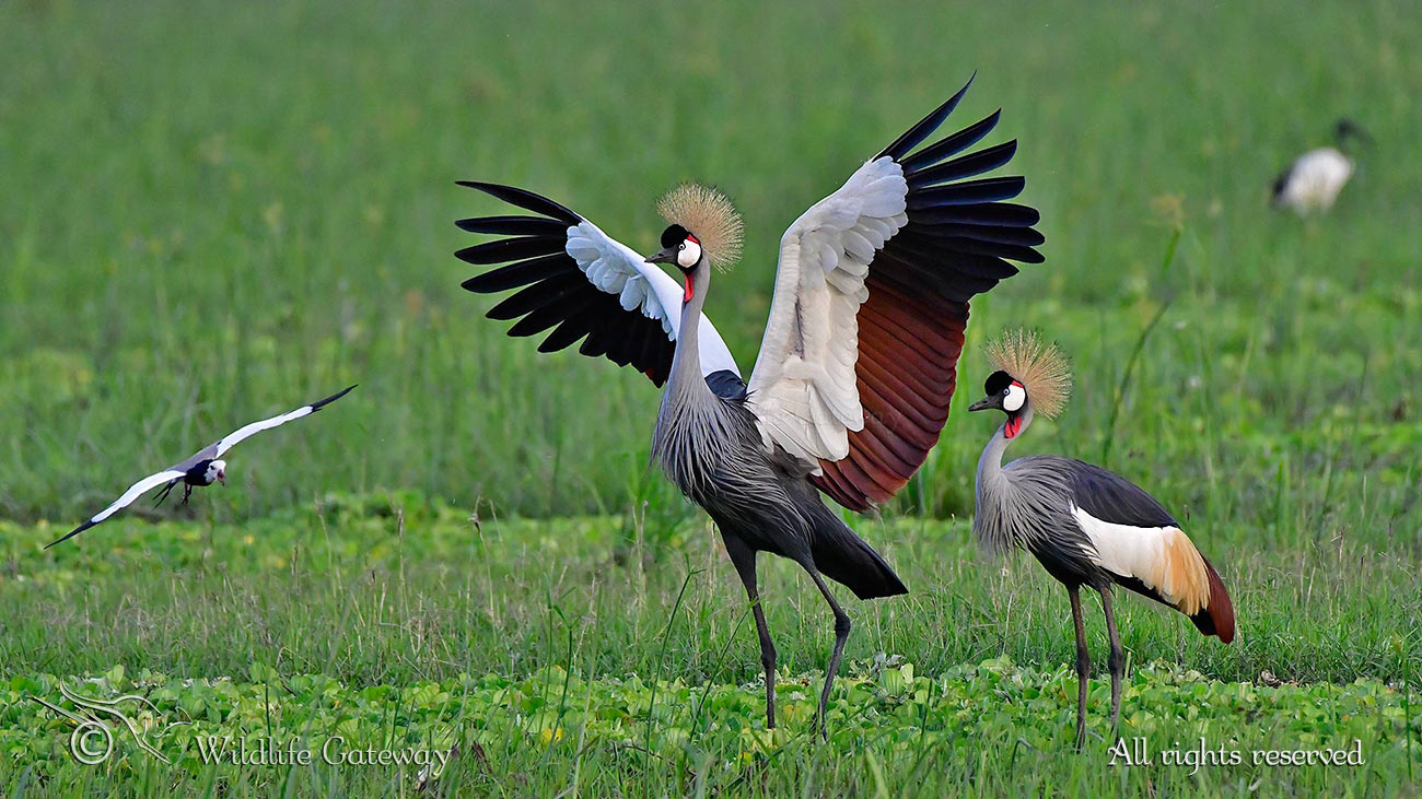 WILDLIFE GATEWAY: La Grue royale