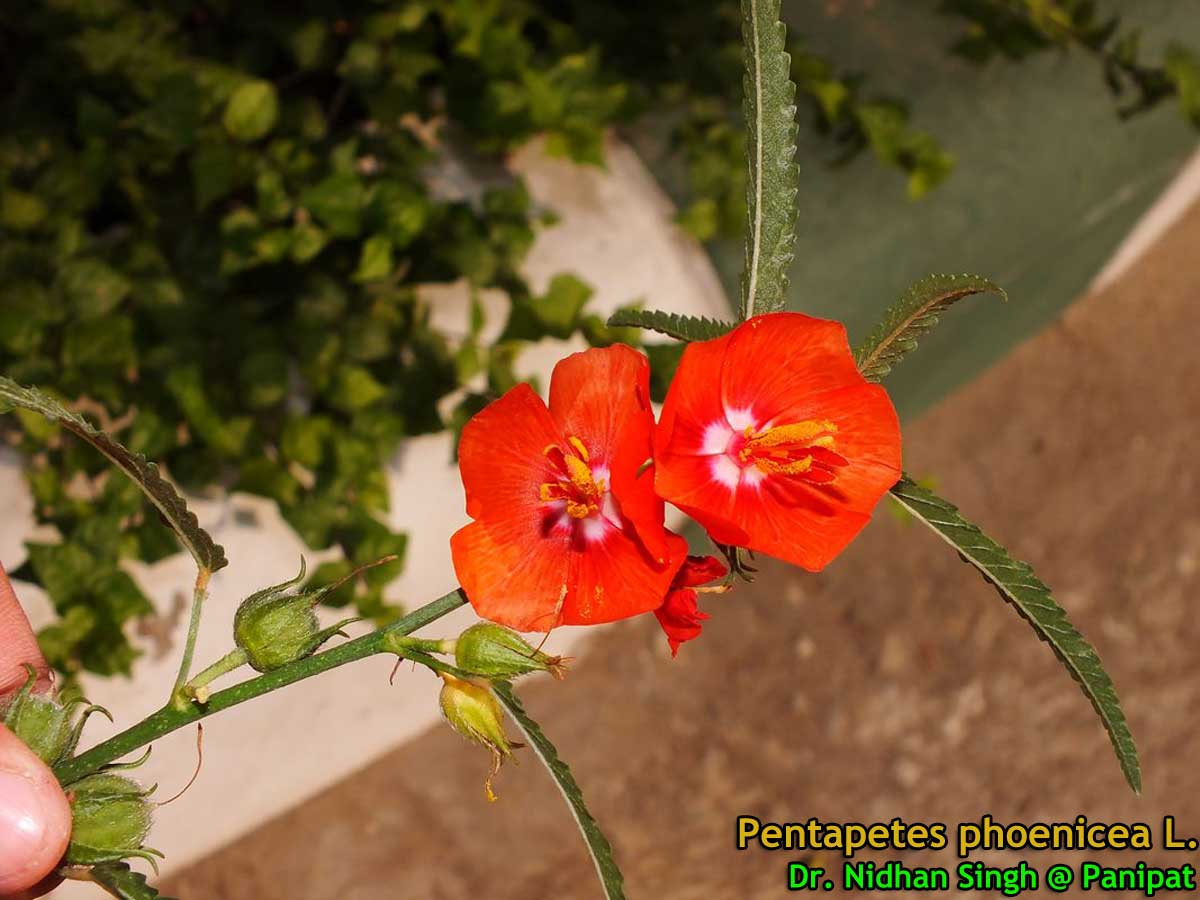 Medicinal Plants: Pentapetes phoenicea, bandhuka, goji-ka, flores de ...