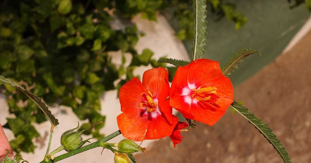 Medicinal Plants: Pentapetes phoenicea, bandhuka, goji-ka, flores de ...