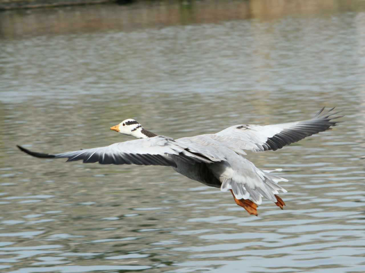 Best Beautiful hd wallpapers for Desktop Basckground: Goose hd wallpapers