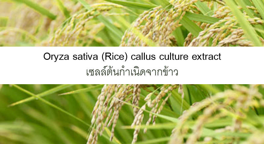 Prema Care บริษัทโรงงานรับผลิตทำครีม อาหารเสริม เครื่องสำอาง เวชสำอาง ...