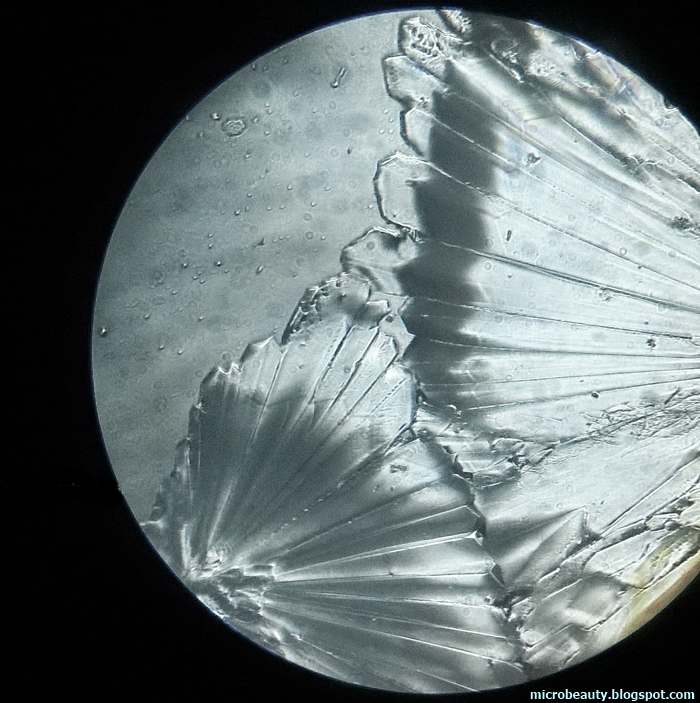 The Wonderful Microworld: Beautiful Sugar Crystals through the Microscope.