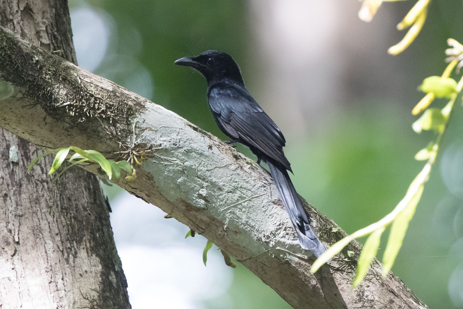 The Deskbound Birder: Andaman Islands - 28th November (Day 4)