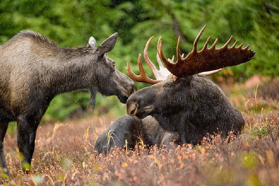 Moose Musings from THE MOOSE ROOM!: Enjoy the magnificence of the moose!