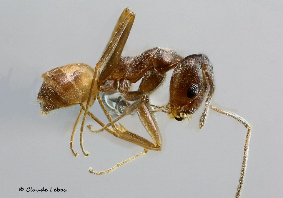 fourmis de Cuba- Hormigas de Cuba- Ants of Cuba: Dorymyrmex insanus