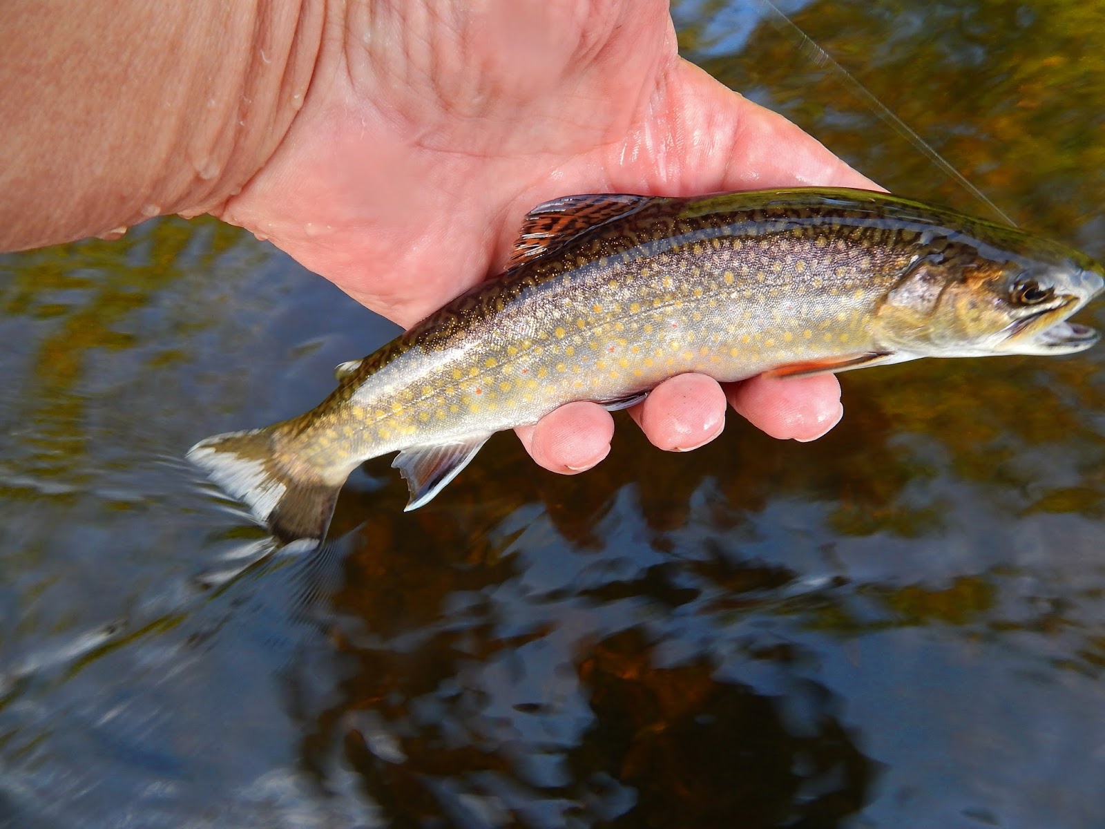 Small Stream Reflections: The Rising Trout...but to what?