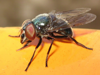 Moscas voladoras: que mosca rara