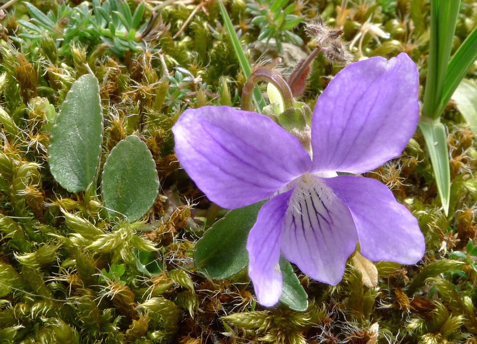 Violets and others: Heath Dog Violet ( Viola canina) Norfolk