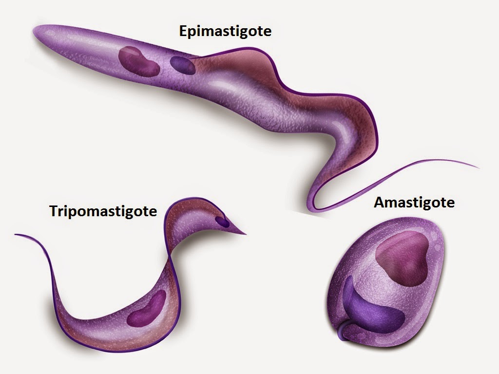 ENFERMEDAD DE CHAGAS O TRIPANOSOMIASIS AMERICANA | Wikimedici