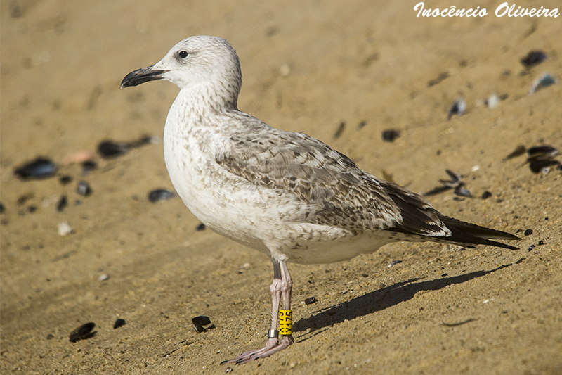 Birds of Portugal: Gaivota do Cáspio / Caspian Gull / Larus cachinnans