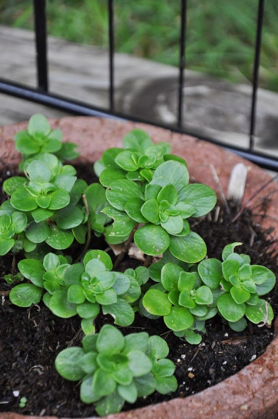 Rebecca's Bird Gardens: Sedum Varieties