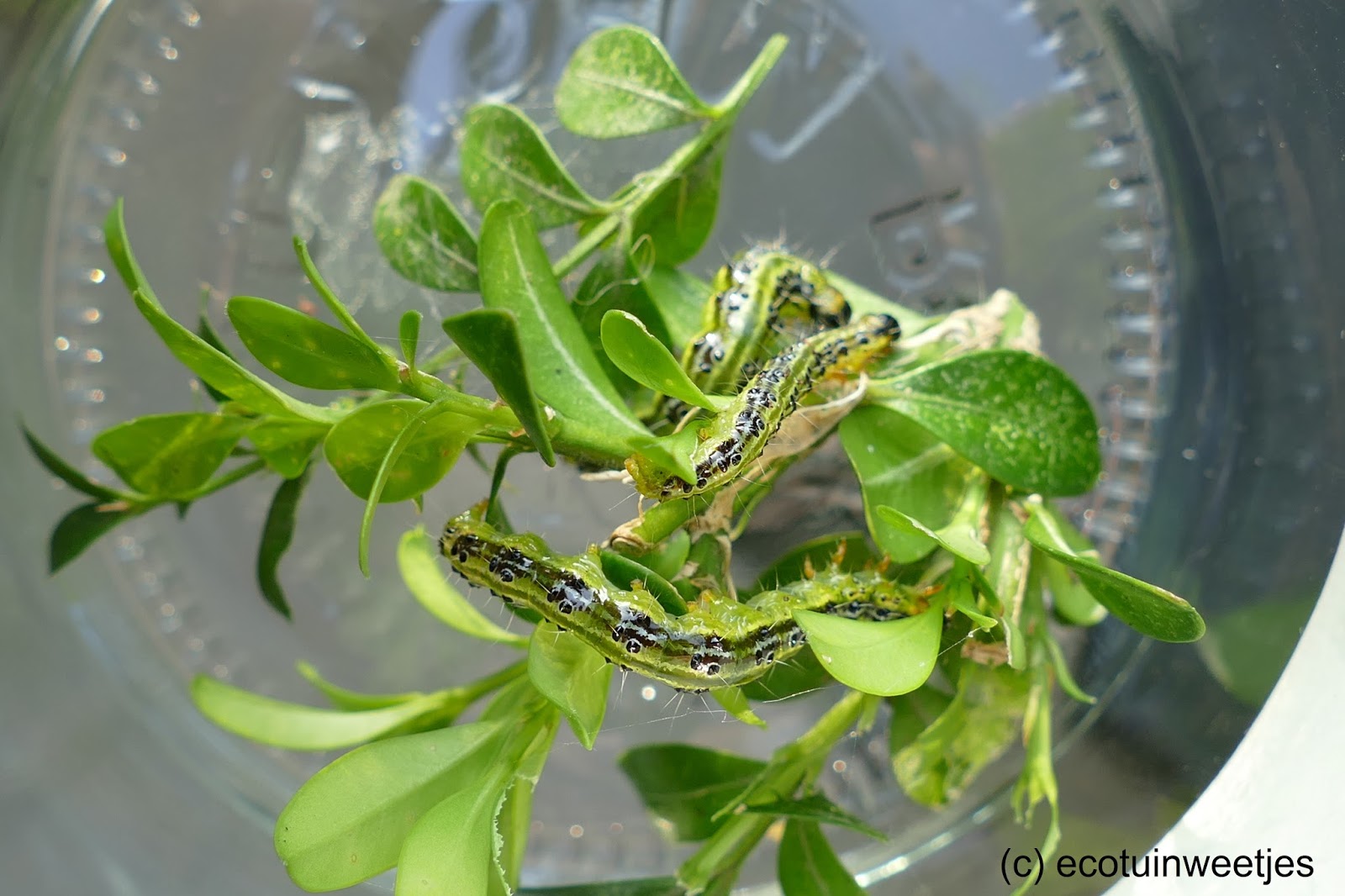 Ecotuinweetjes: 2017