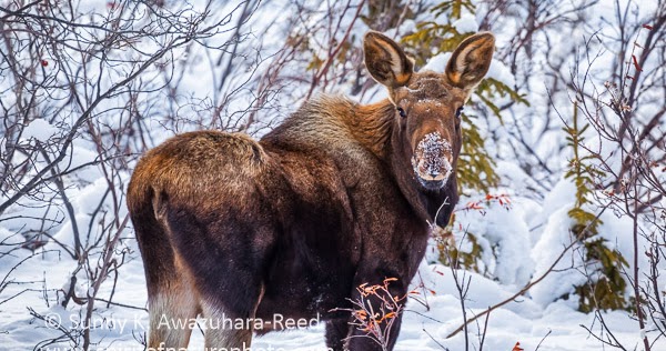 Sunny in Wilderness: Young Moose, Matanuska-Susitna Valley, Alaska