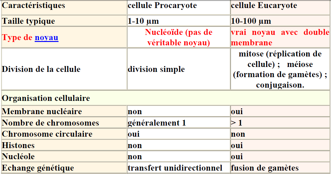 mybiologie: Procaryote ou eucaryote